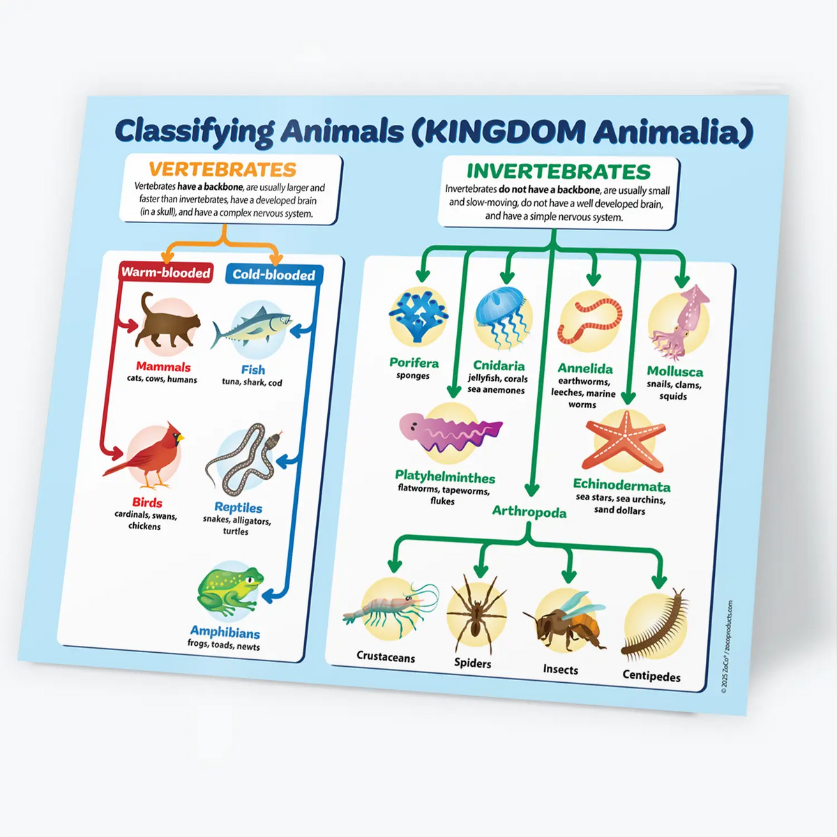 Vertebrates & Invertebrates Poster - 17"x22" - Laminated — ZoCo Products
