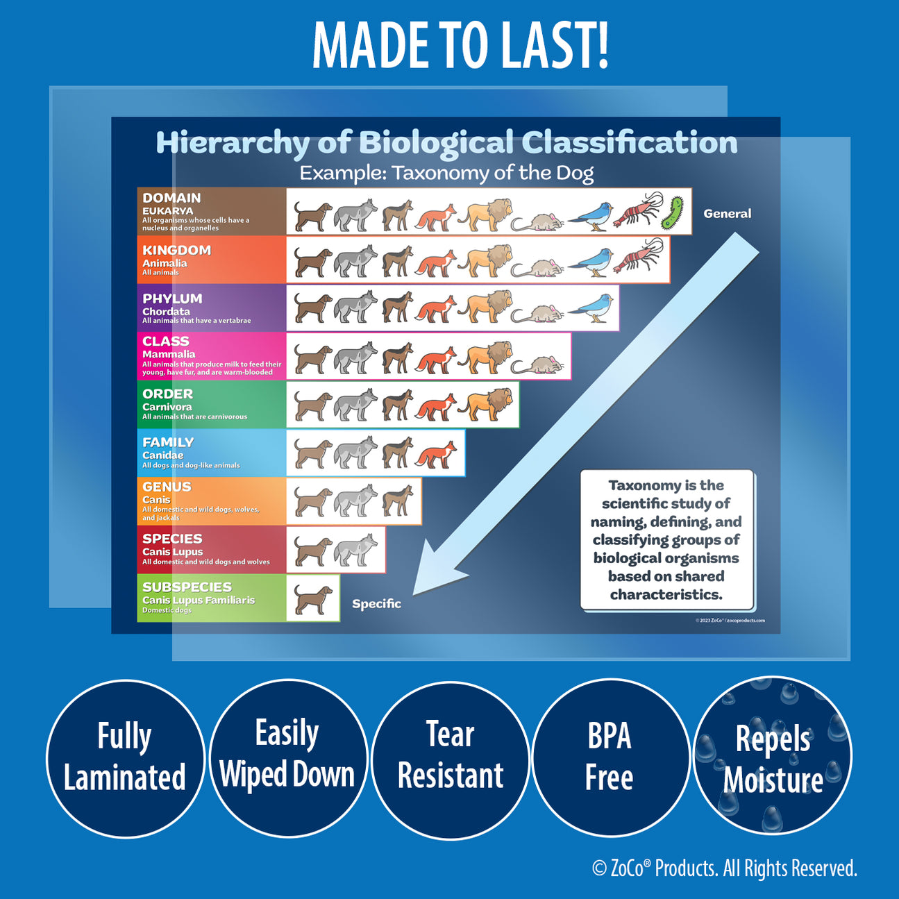 Science Posters - Taxonomy of the Dog - 17"x22" - Laminated — ZoCo Products